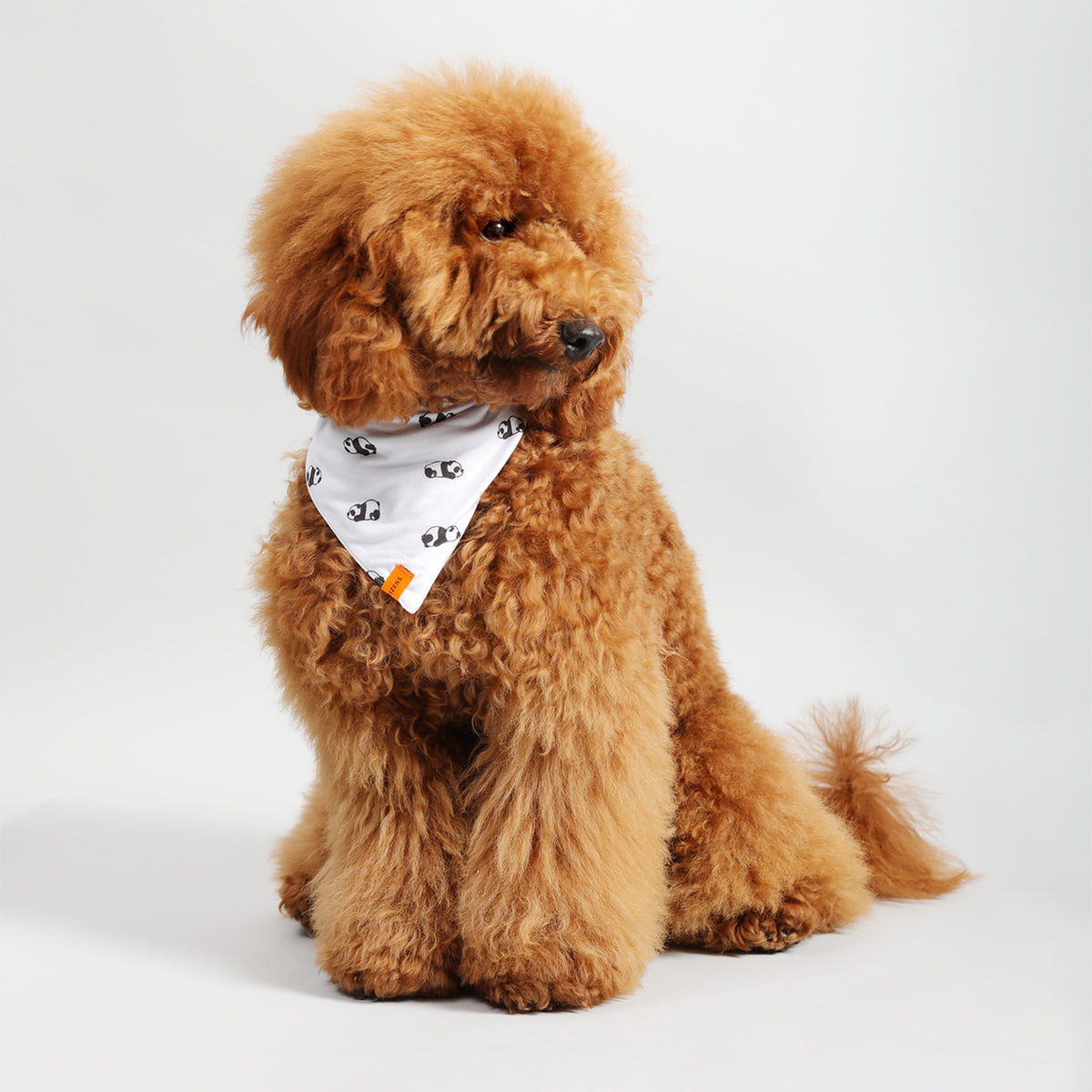 Pawkerchiefs – Dog’s Handkerchiefs & Dog’s Bandanas | All Citizens